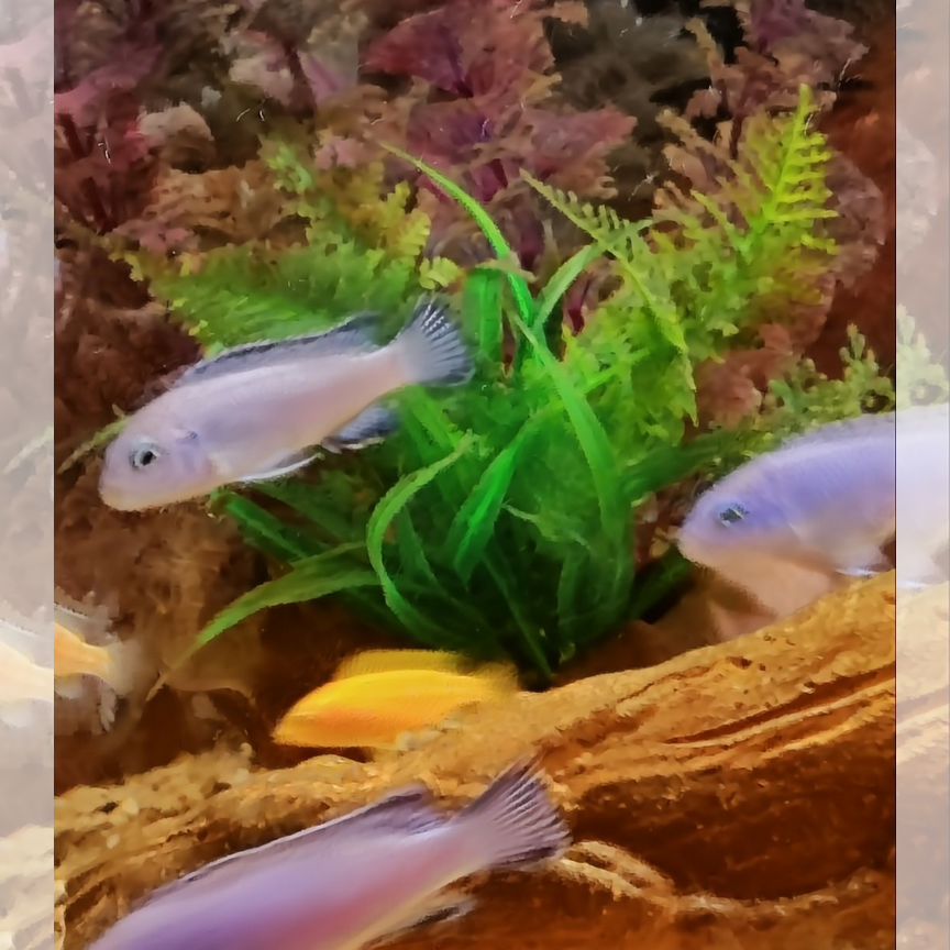 Рыбки цихлиды