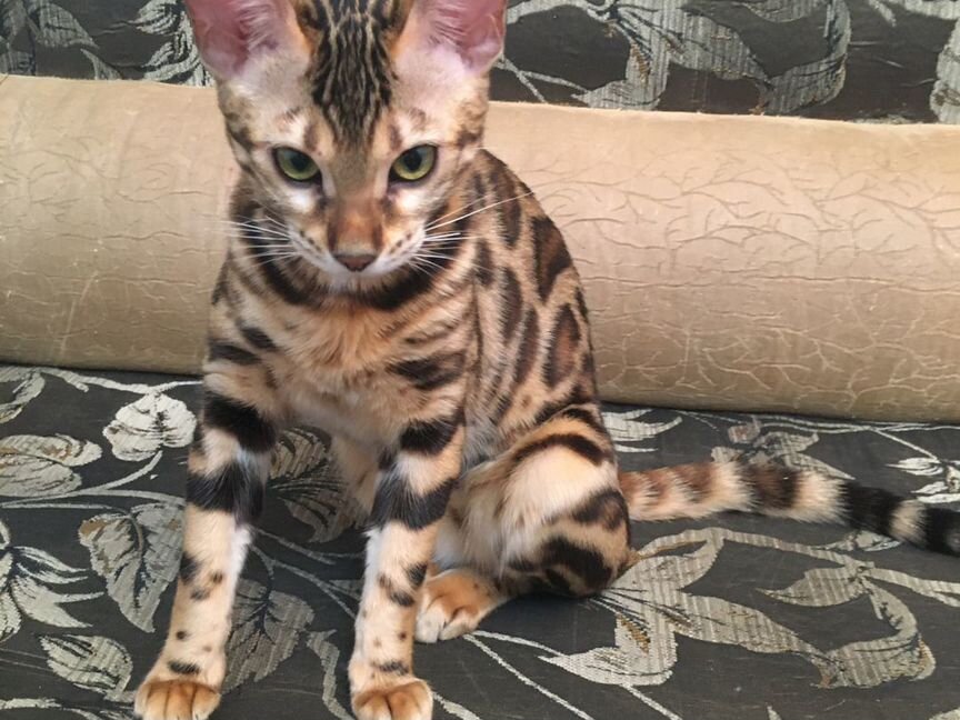 Бенгальская кошечка. 8 месяцев