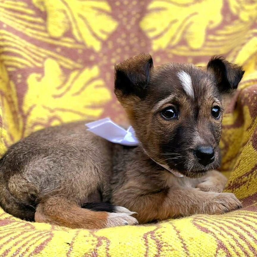 Щенок Бабочка ищет дом