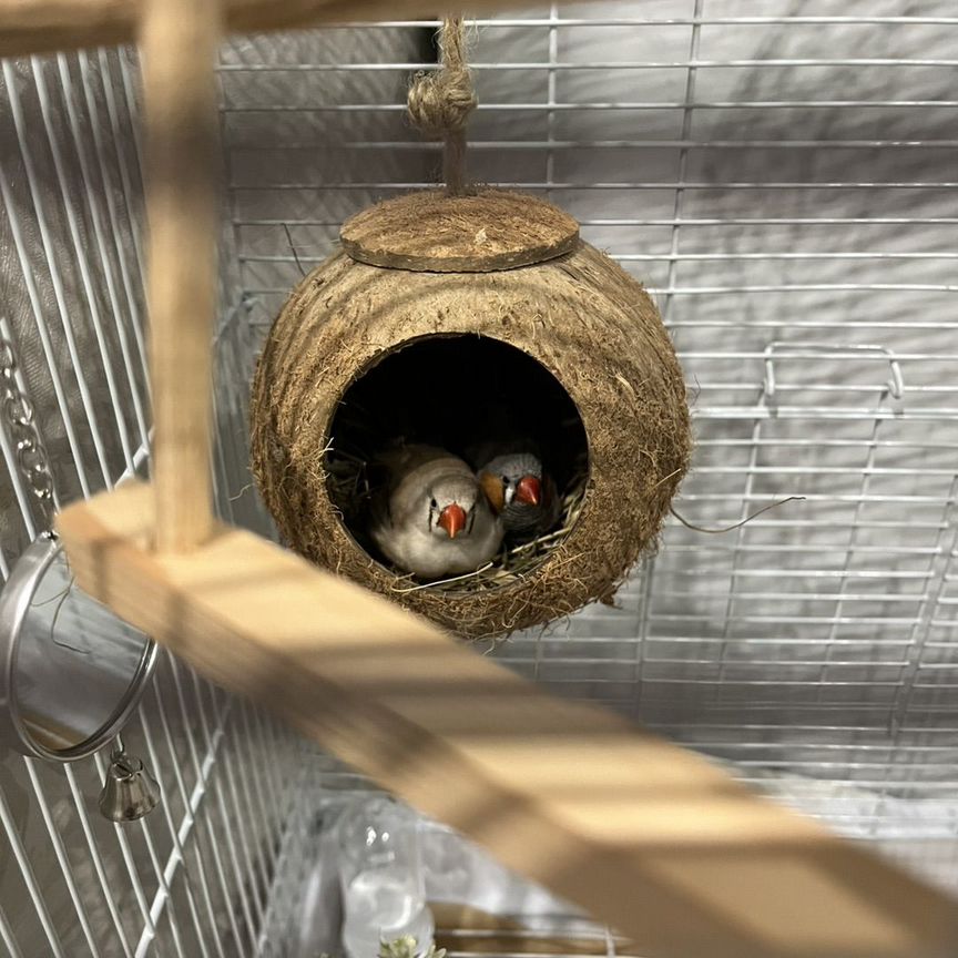 Продам амадинов