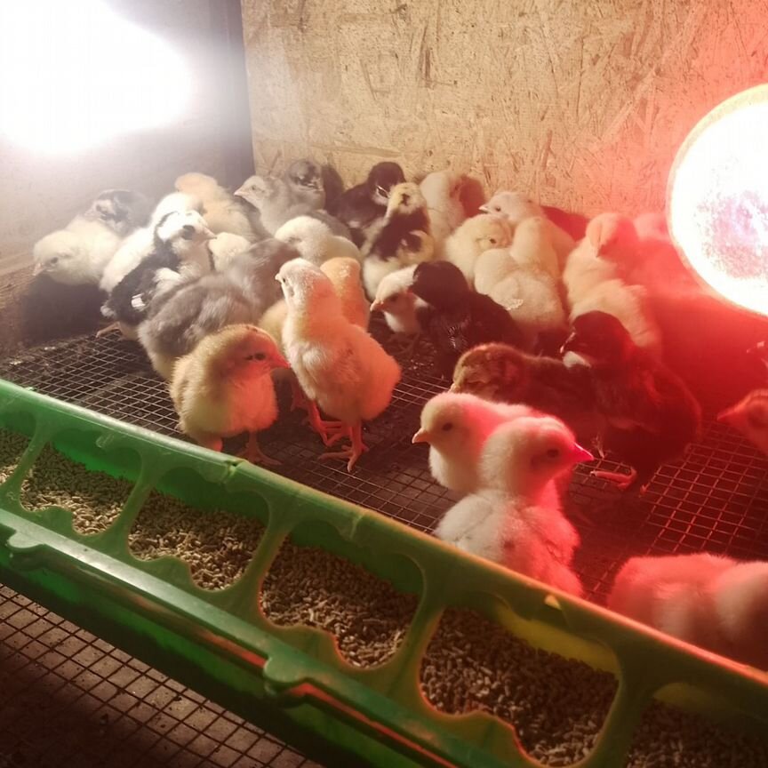 Продаю цыплят