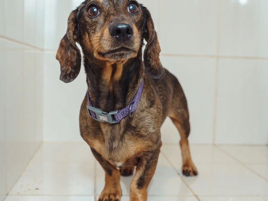 Такса по имени Понго