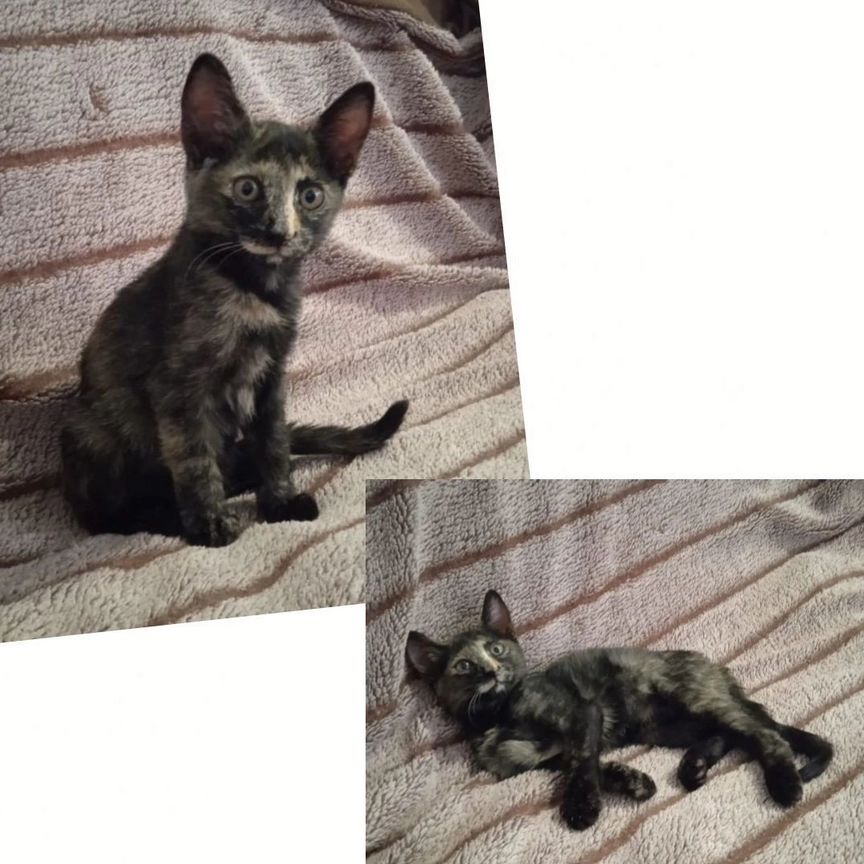 Черепашка котенок ищет семью