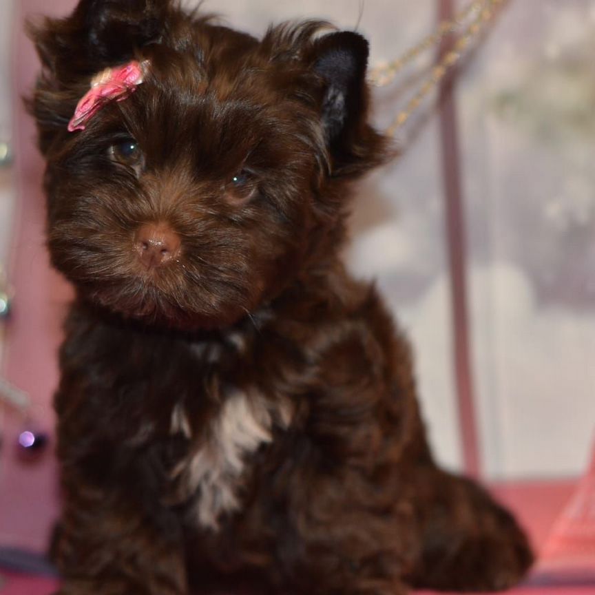 Йоркширский терьер, щенок