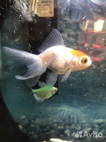 Золотая рыбка Красная шапочка