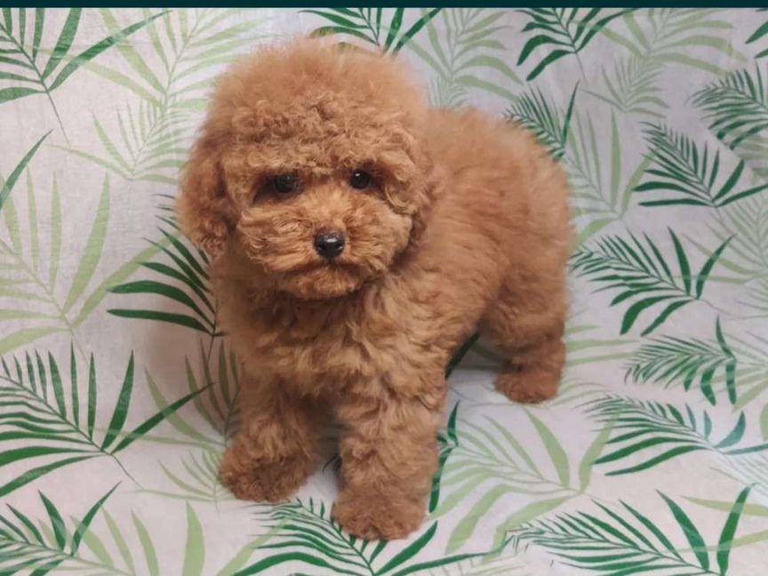 Крошки мальтипу