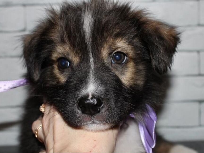 Щенок щенки с помойки