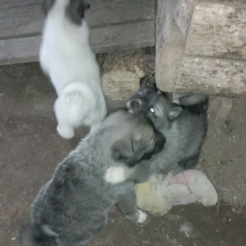 Щенки западно сибирской лайки