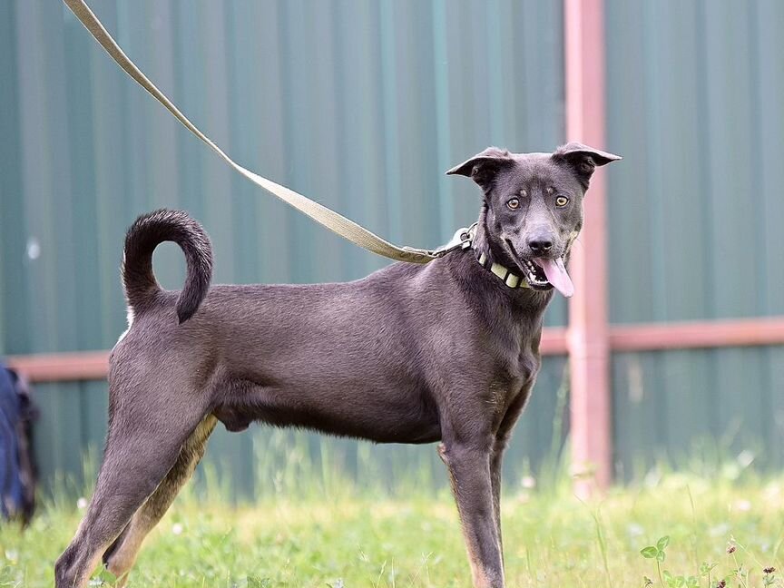 Чоко, кобель блю-лейси