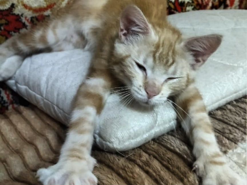 Чудесный рыженький котенок