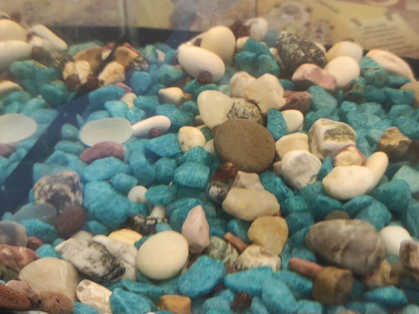 Улитки ахатины