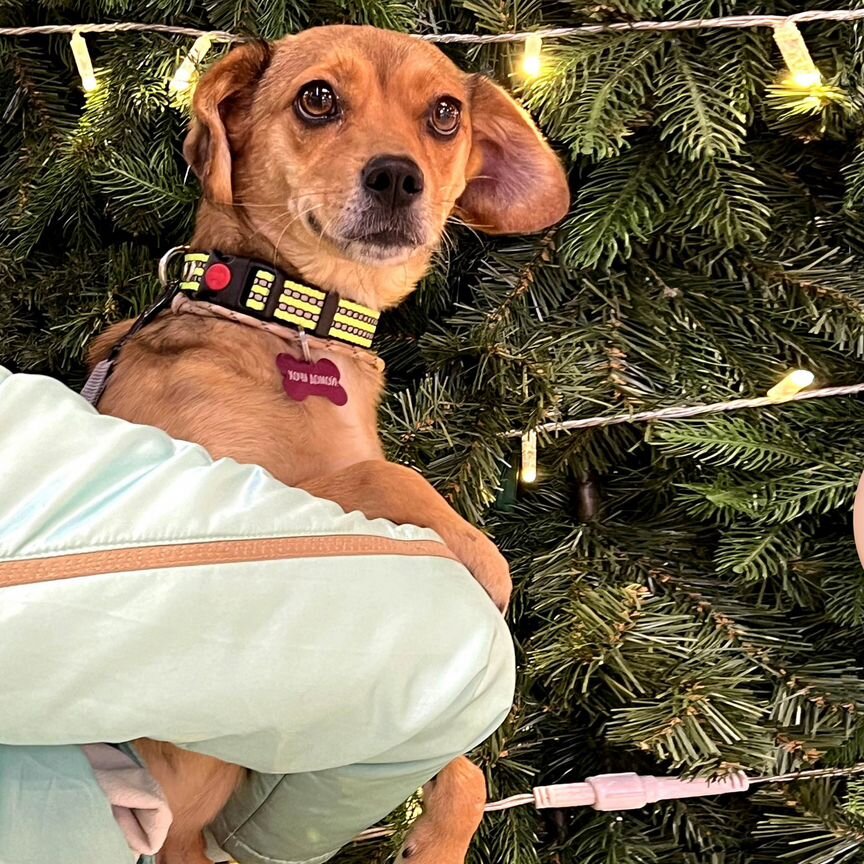 Взрослая собака в добрые руки