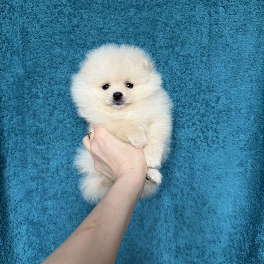 Шпиц, светлая девочка