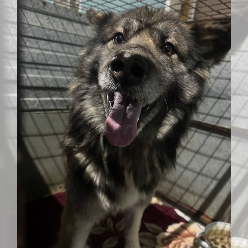 Взрослая собака в добрые руки