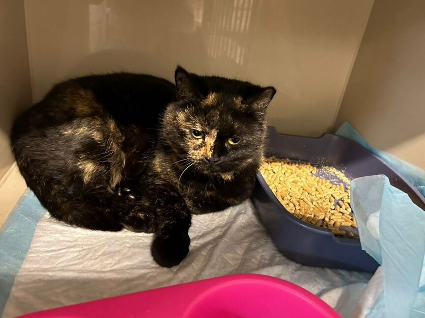 Кошка Мэгги