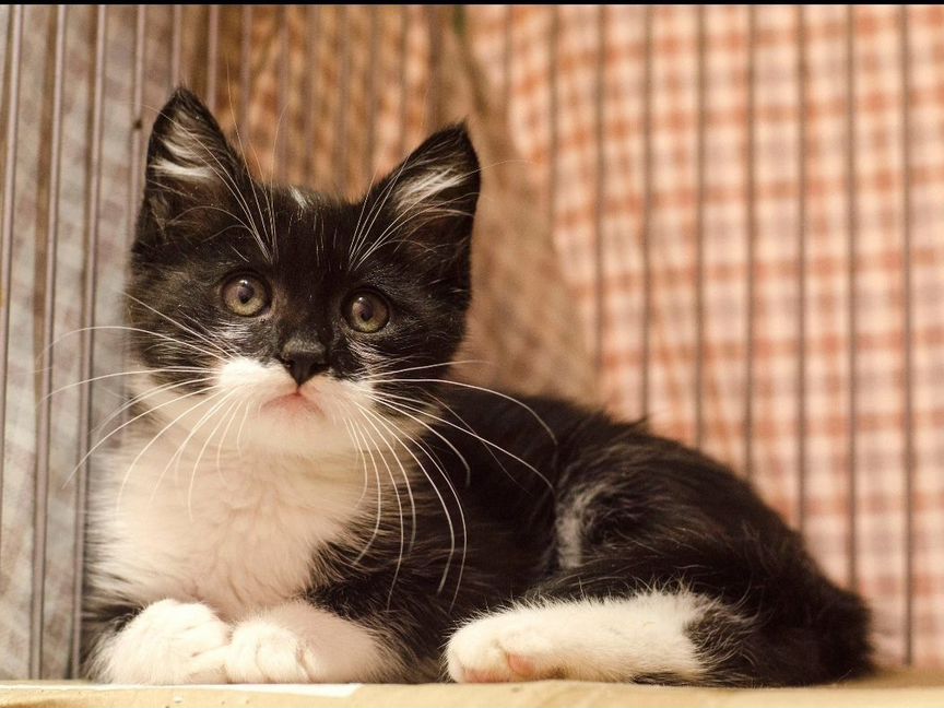 Котенок ищет хорошие руки