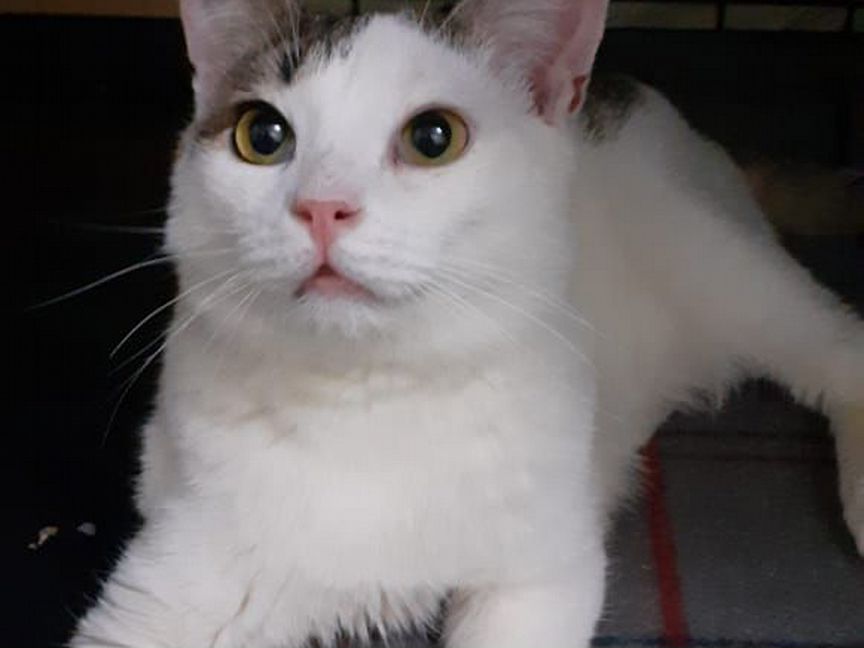 Котёнок Елисей