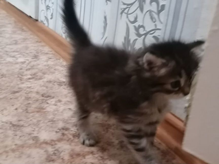Отдаём котёнка абсолютно бесплатно в добрые руки)