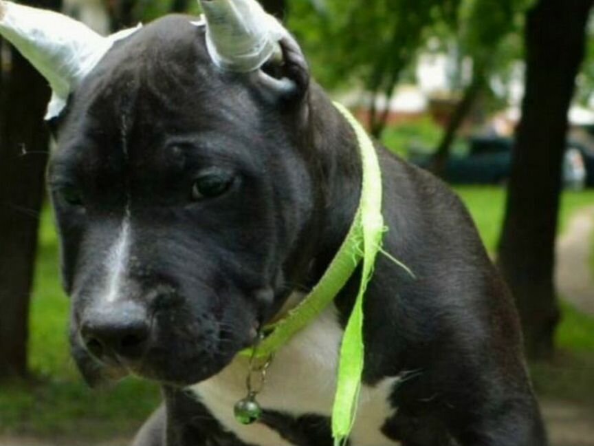 Стаффордширский терьер