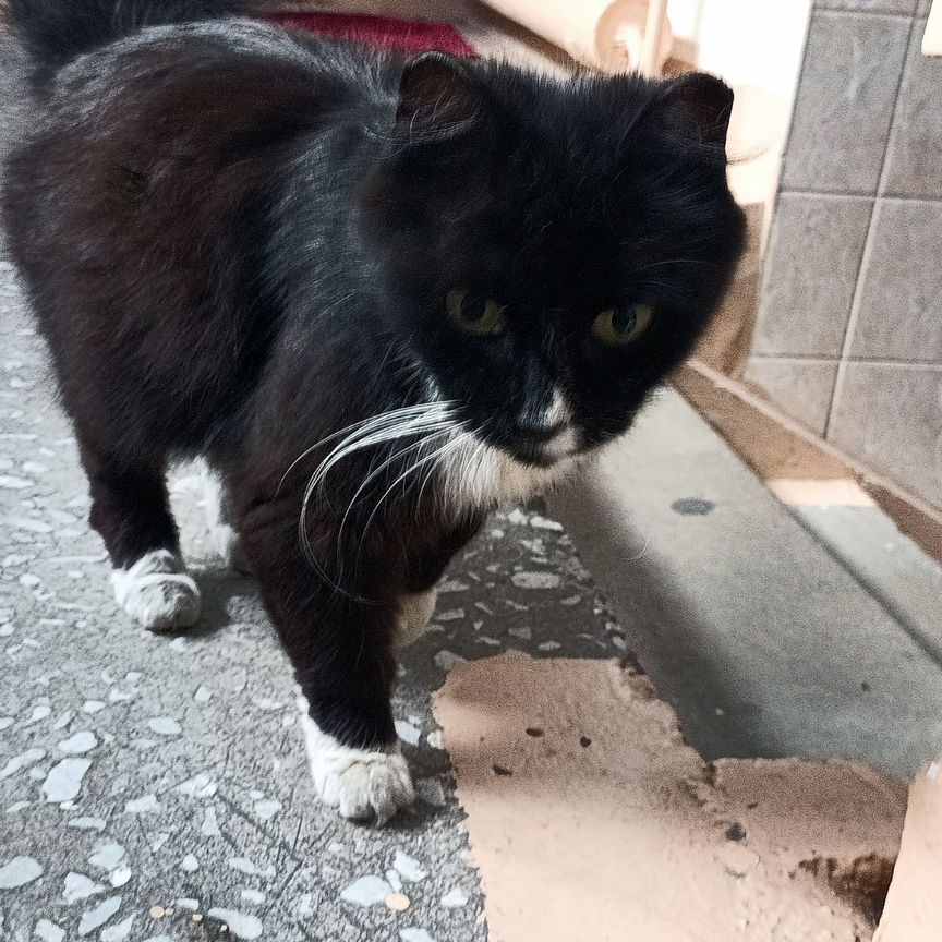 Кошка в добрые руки