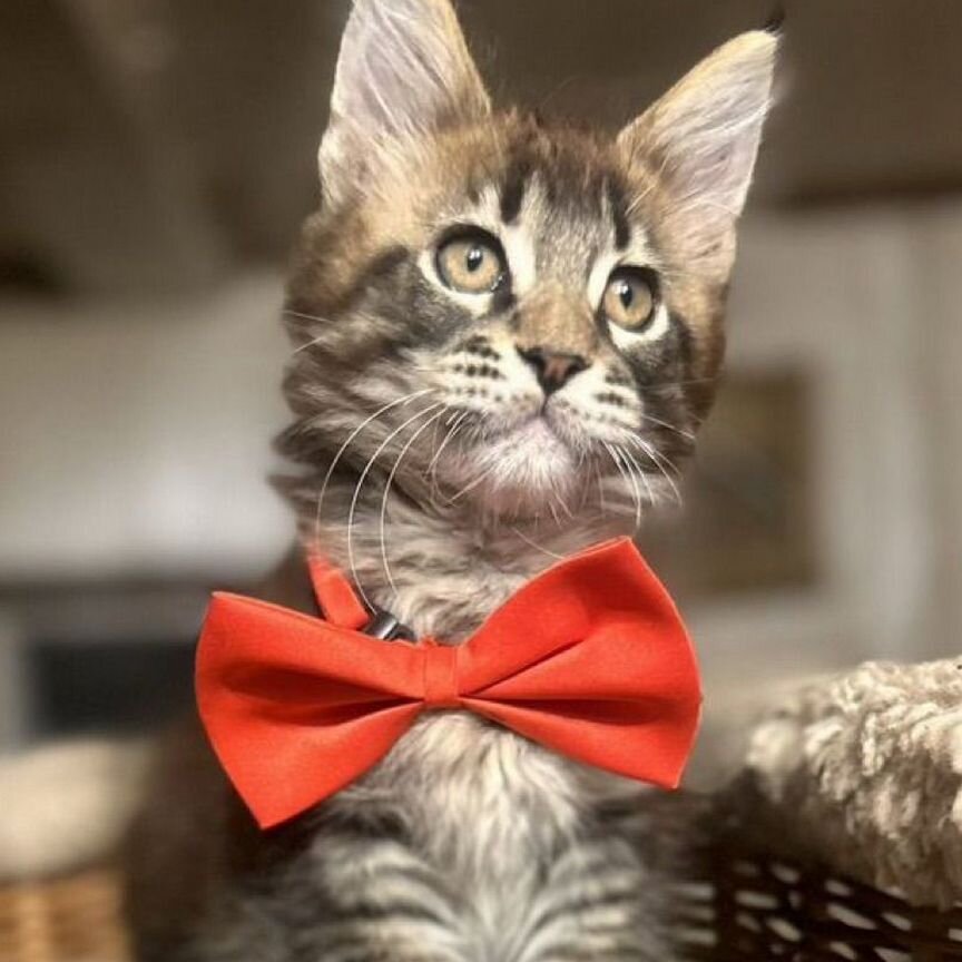 Котята мейнкуны