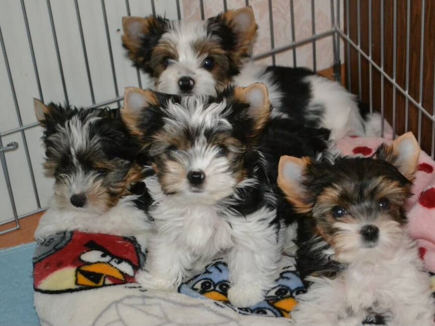 Бивер взрослая девочка