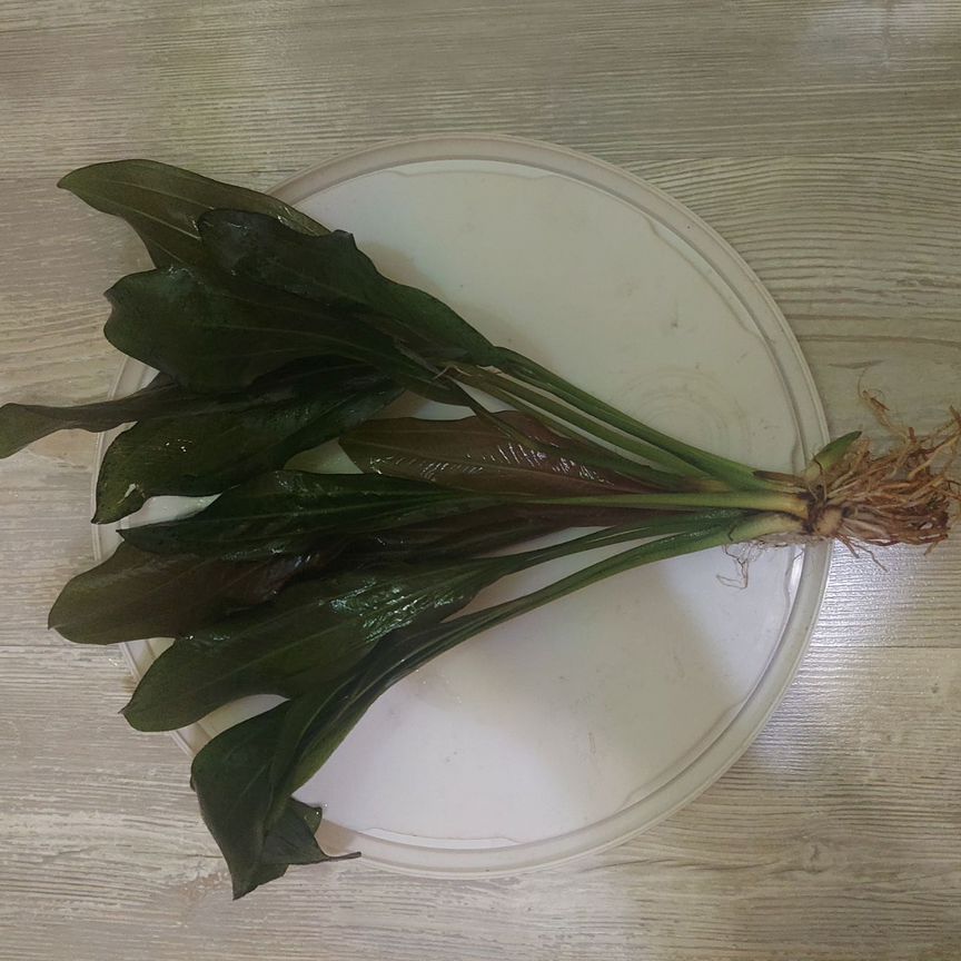 Аквариумные рыбки и растения