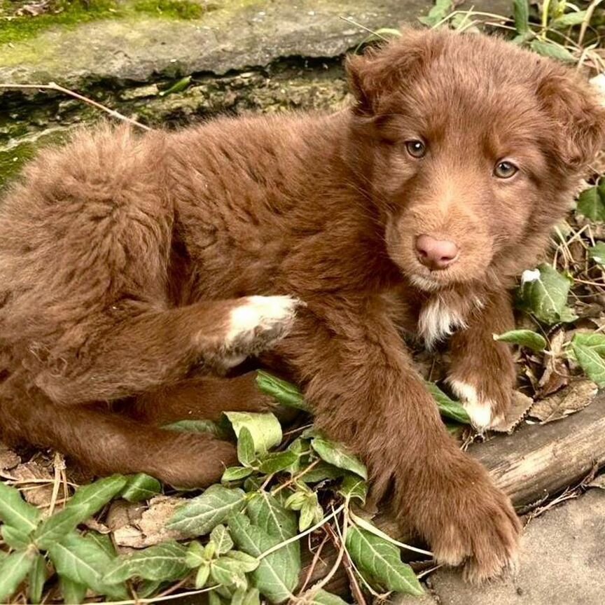 Щенки в добрые руки