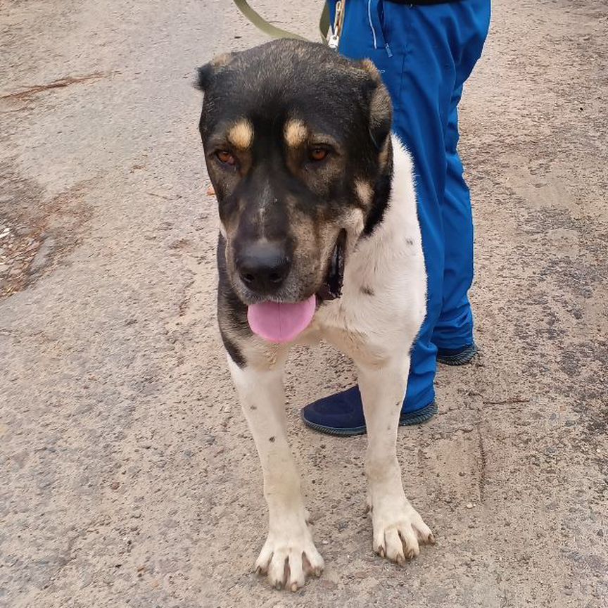 Найден Алабай