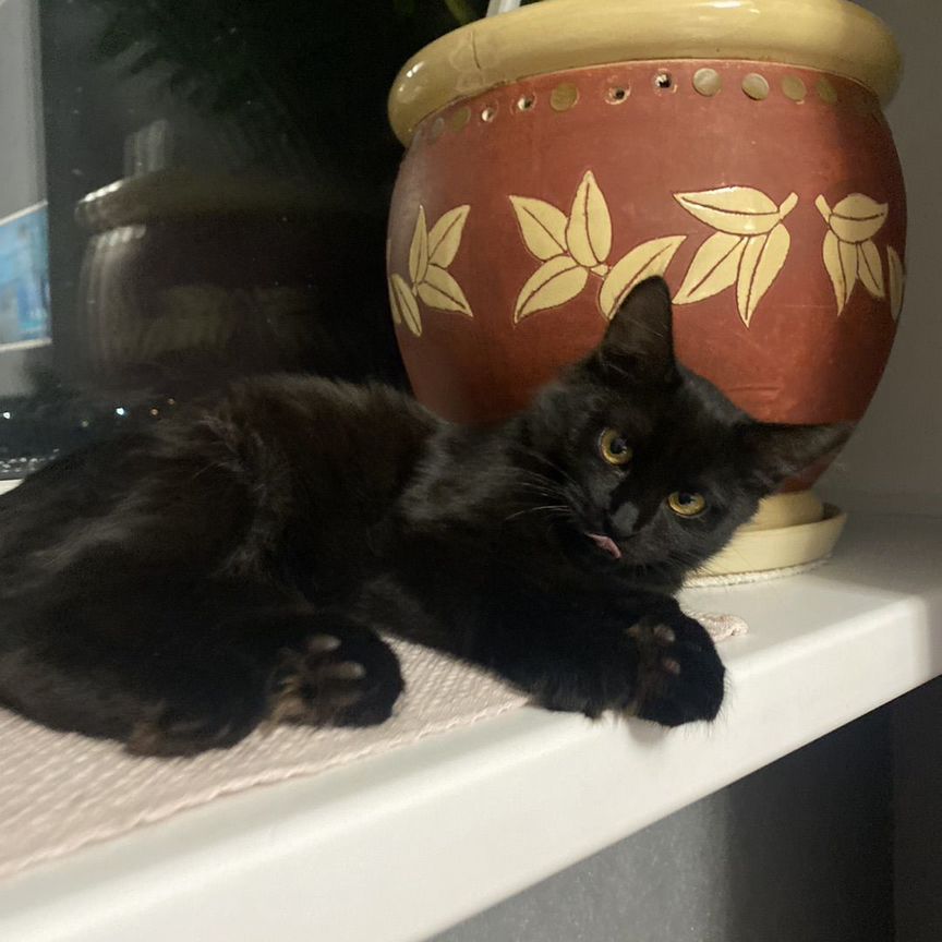 Котенок ласкуша