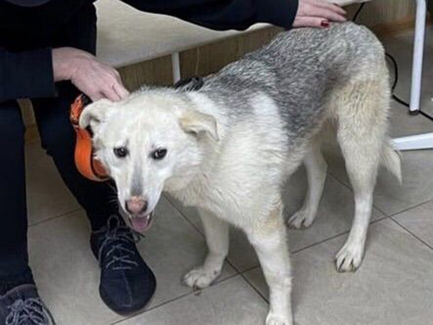 Собака в добрые руки