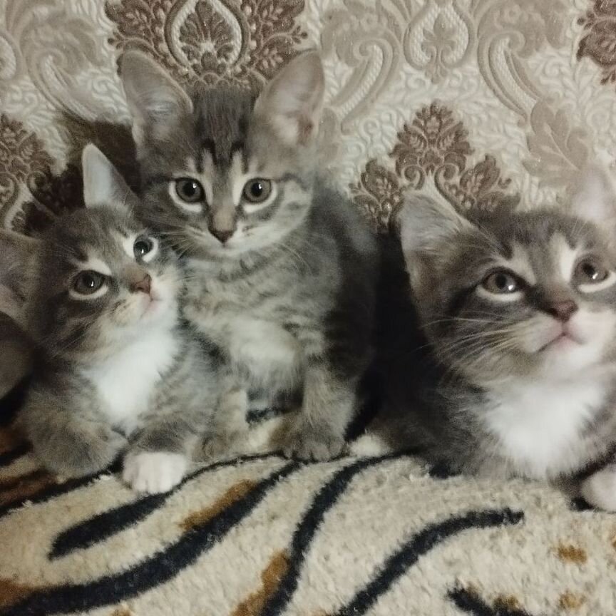 Котята в добрые руки дар бесплатно