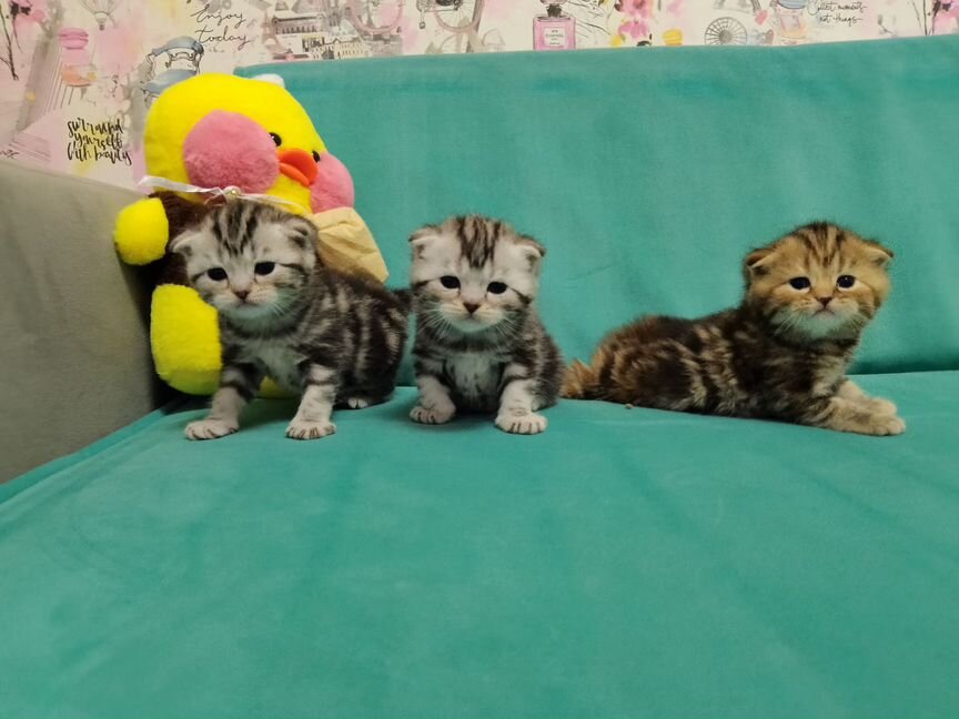 Шотландские котята