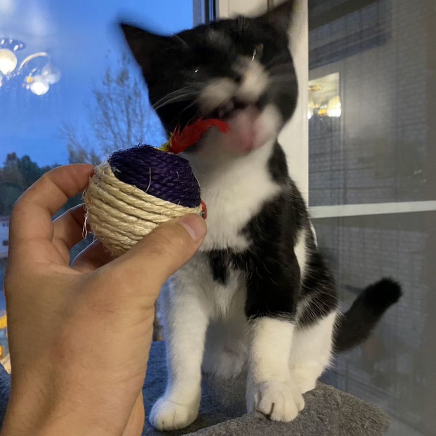 Кот ищет дом