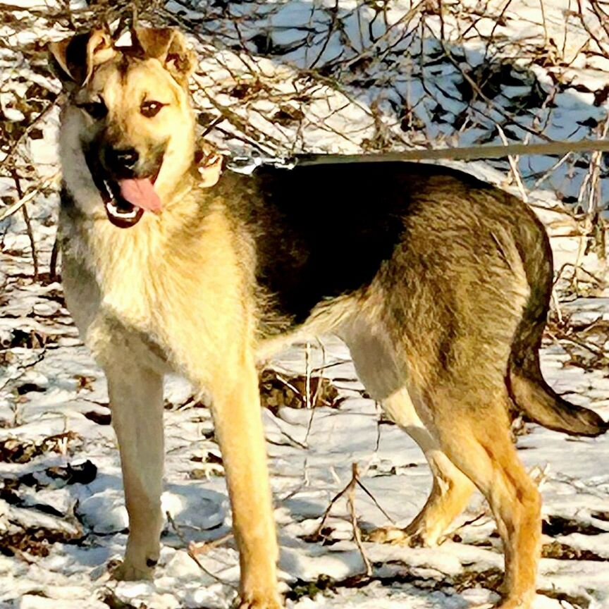 Ласковый щенок ищет дом