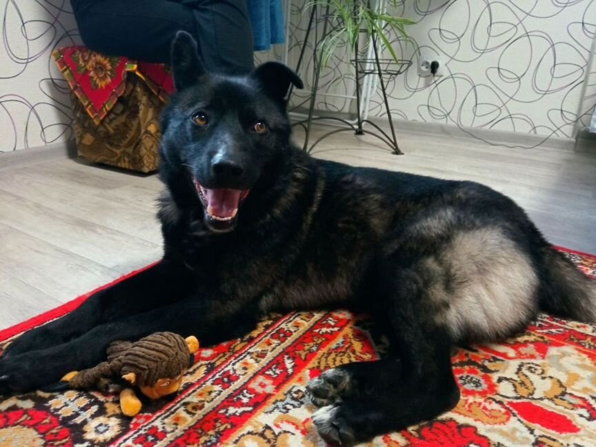 Чернышу очень нужен дом