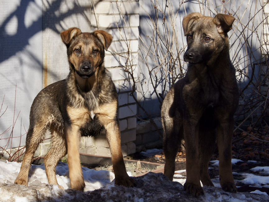 Помесные овчарята очень ждут добрых хозяев