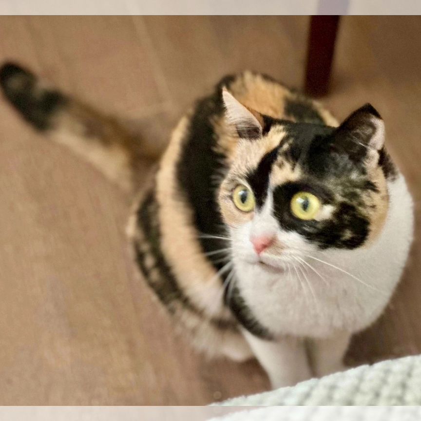 Взрослая, кошка в добрые руки