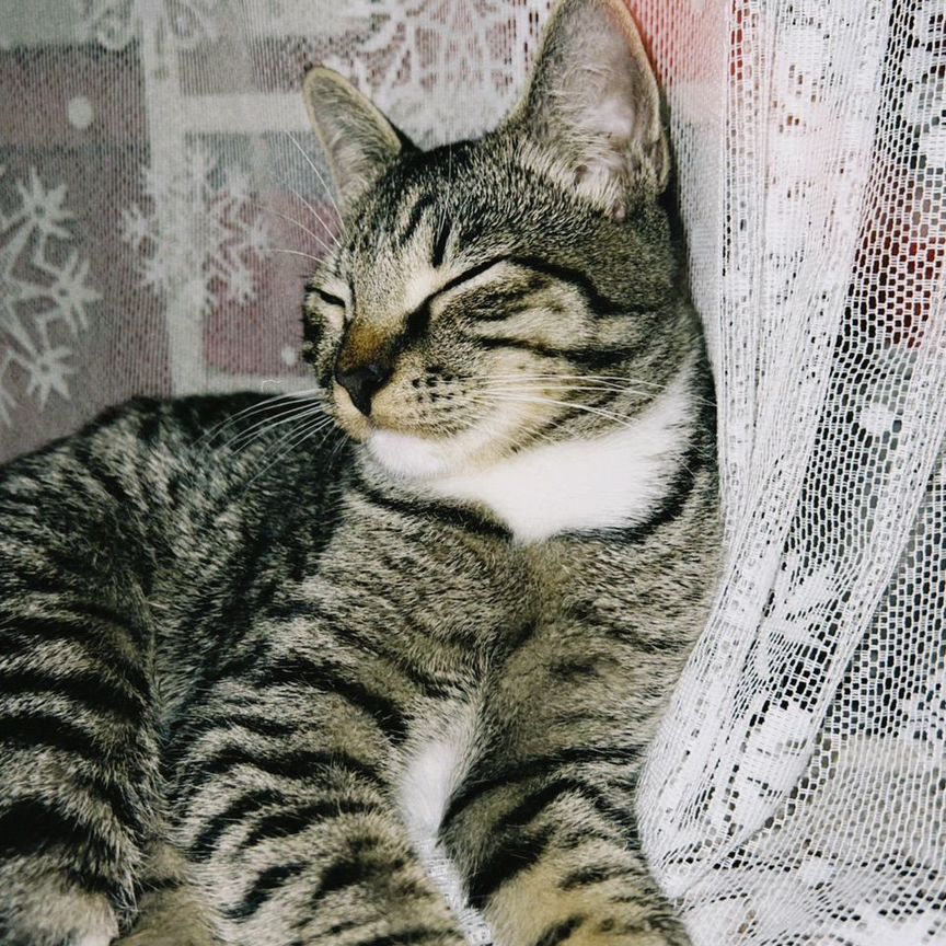 Котик маленький (марс)