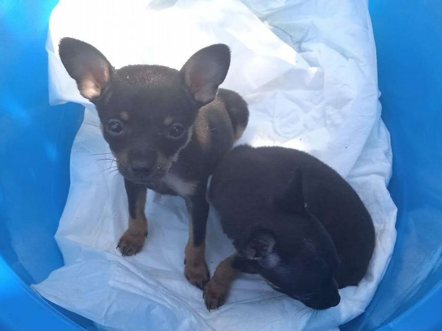 Щенки мини той-терьер