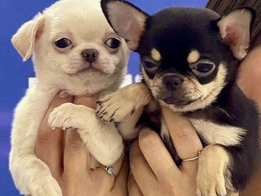 Чихуахуа мальчишечки