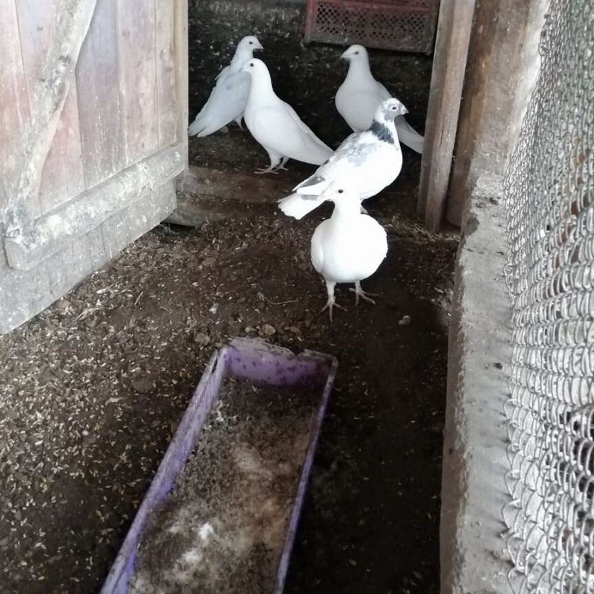 Продам голубей почтари