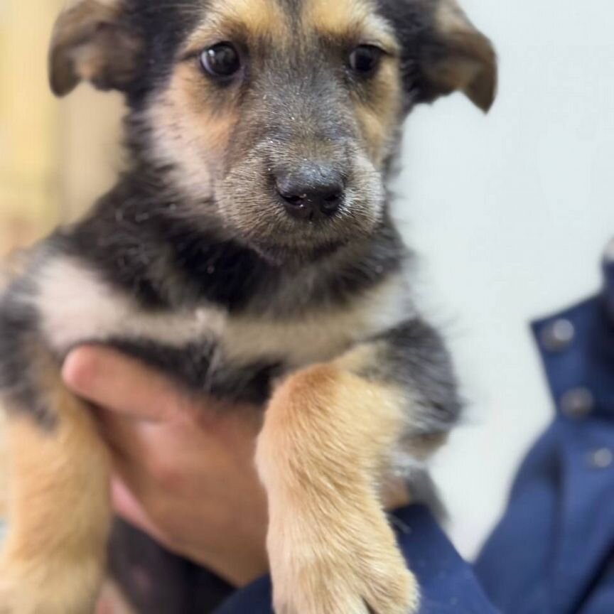 Малышка девчонка ждёт родителей в приюте