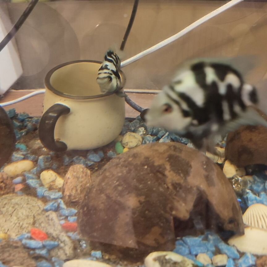 Аквариумные рыбки