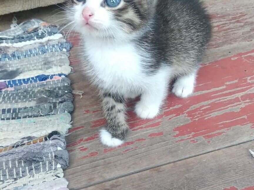 Отдам бесплатно