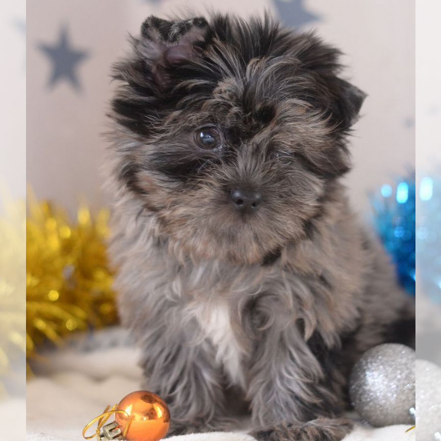 Йоркширский терьер, щенок