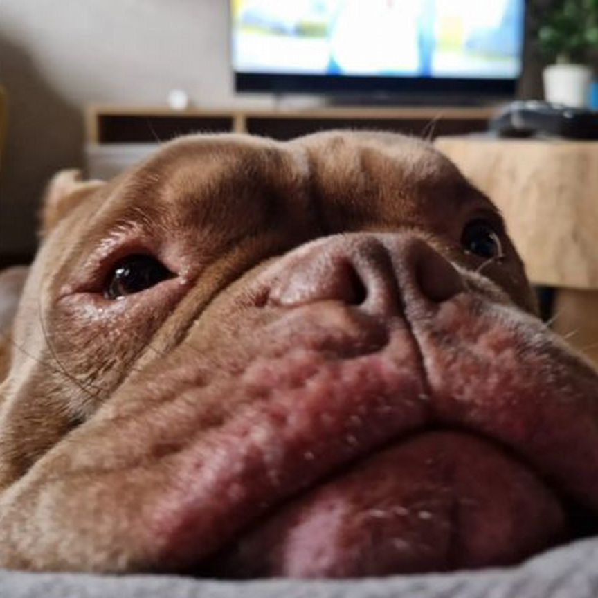 Американский булли, взрослый пёс