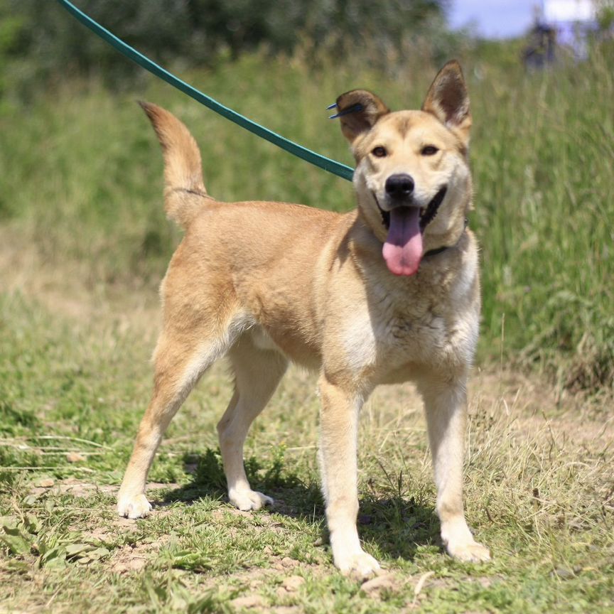Пес- компаньон Руби из приюта, в добрые руки