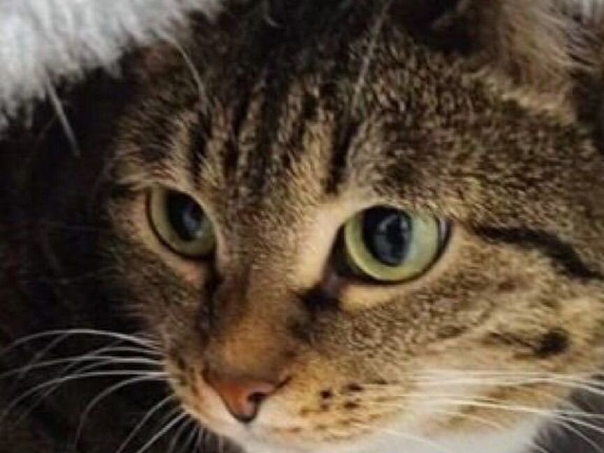 Кошка