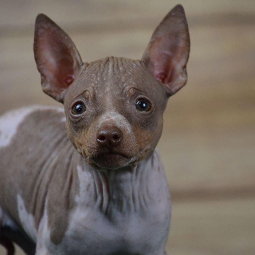 Американский Голый Терьер